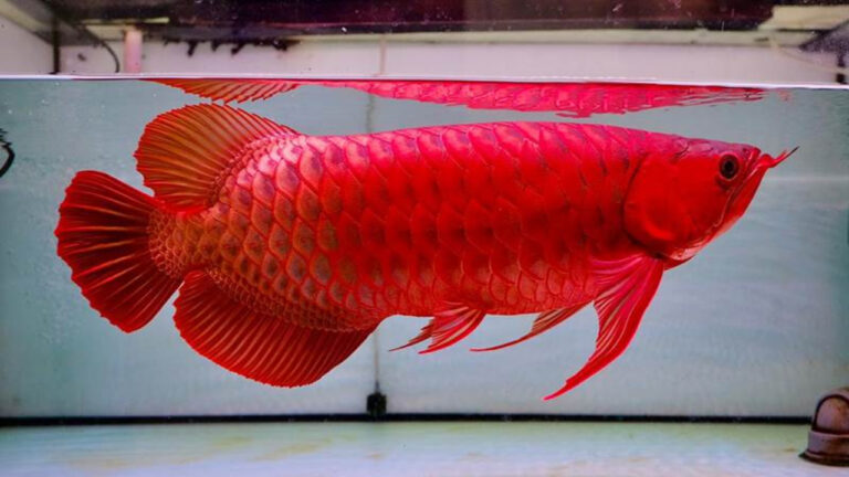 Misteri Ikan Arwana yang Jadi Simbol Keberuntungan di Asia - Dunia Fauna