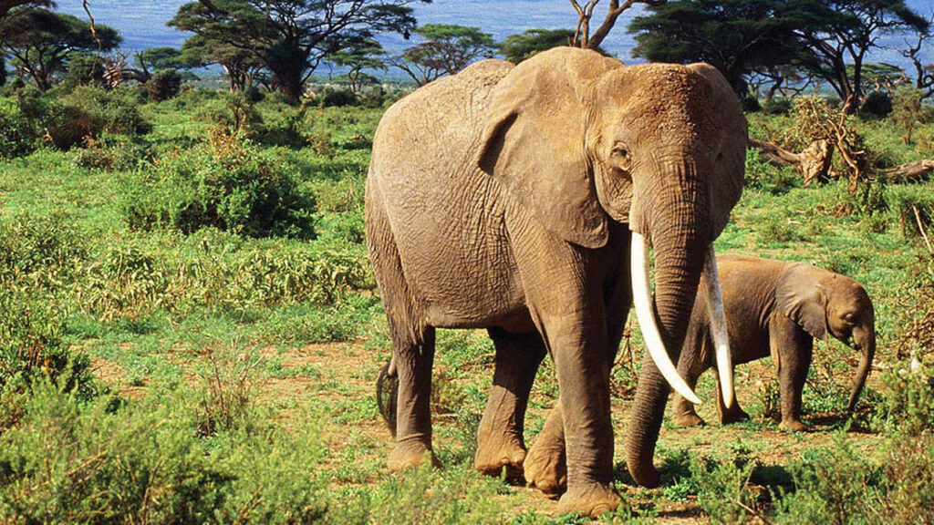 Mengapa Gajah Tak Pernah Lupa? Fakta Menarik Ingatan Gajah - Dunia Fauna